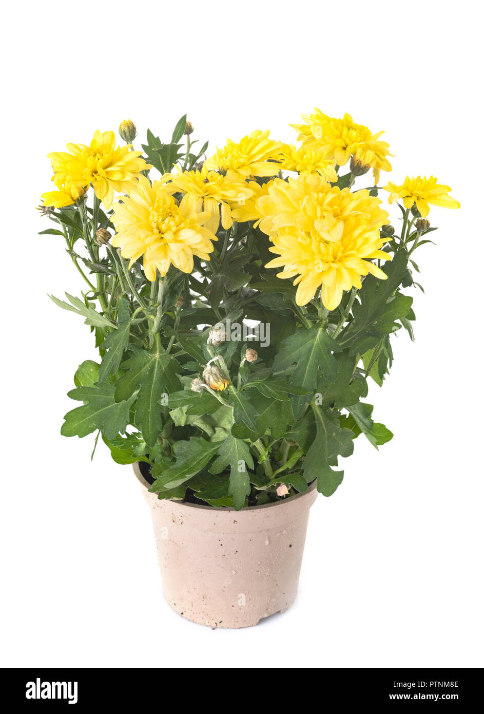 Chrysanthemum in pot isolated Cut Out Stock Images & Pictures - Alamy
