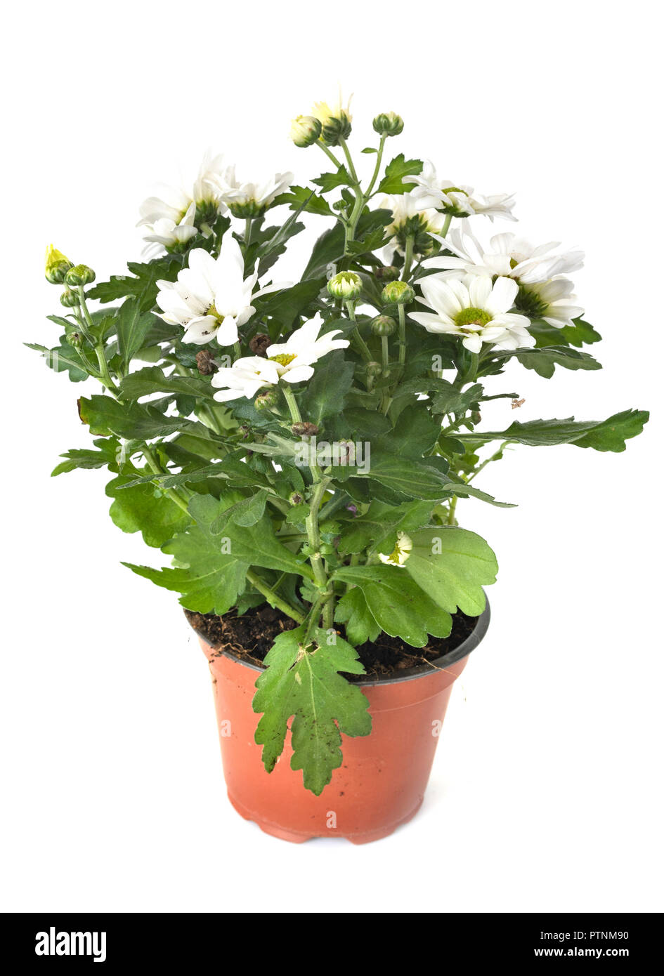 Chrysanthemum potted plant in front of white background Stock Photo - Alamy