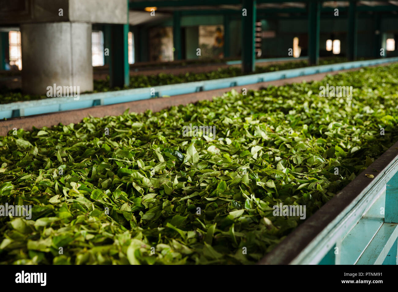 Tea sri lanka process hi-res stock photography and images - Alamy