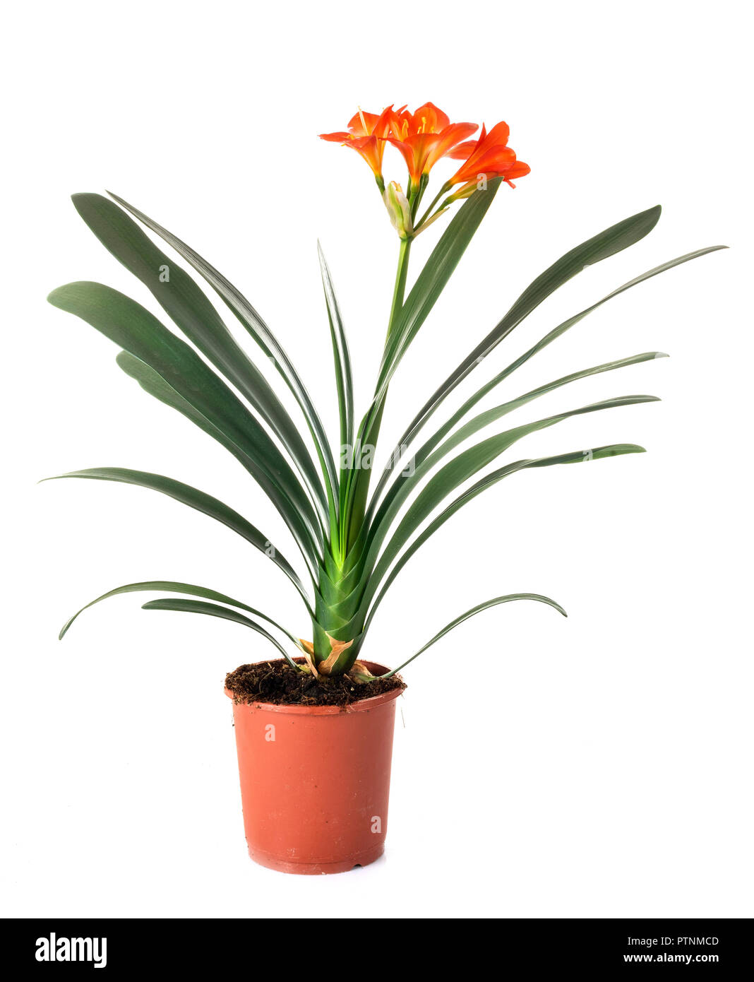 Clivia potted plant in front of white background Stock Photo - Alamy