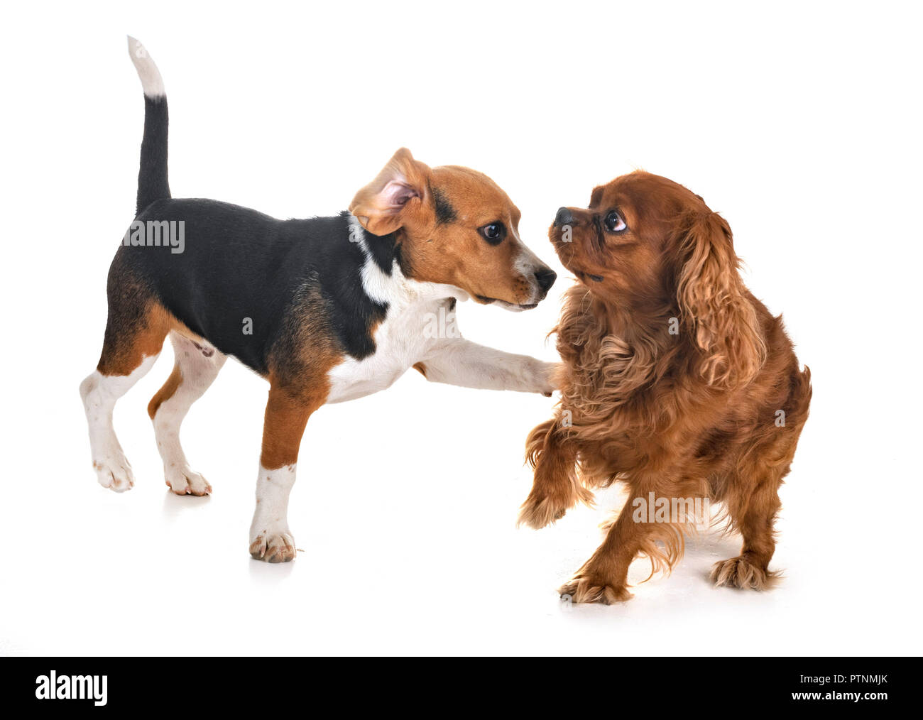 beagle dog and cavalier king charles in front of white background Stock ...