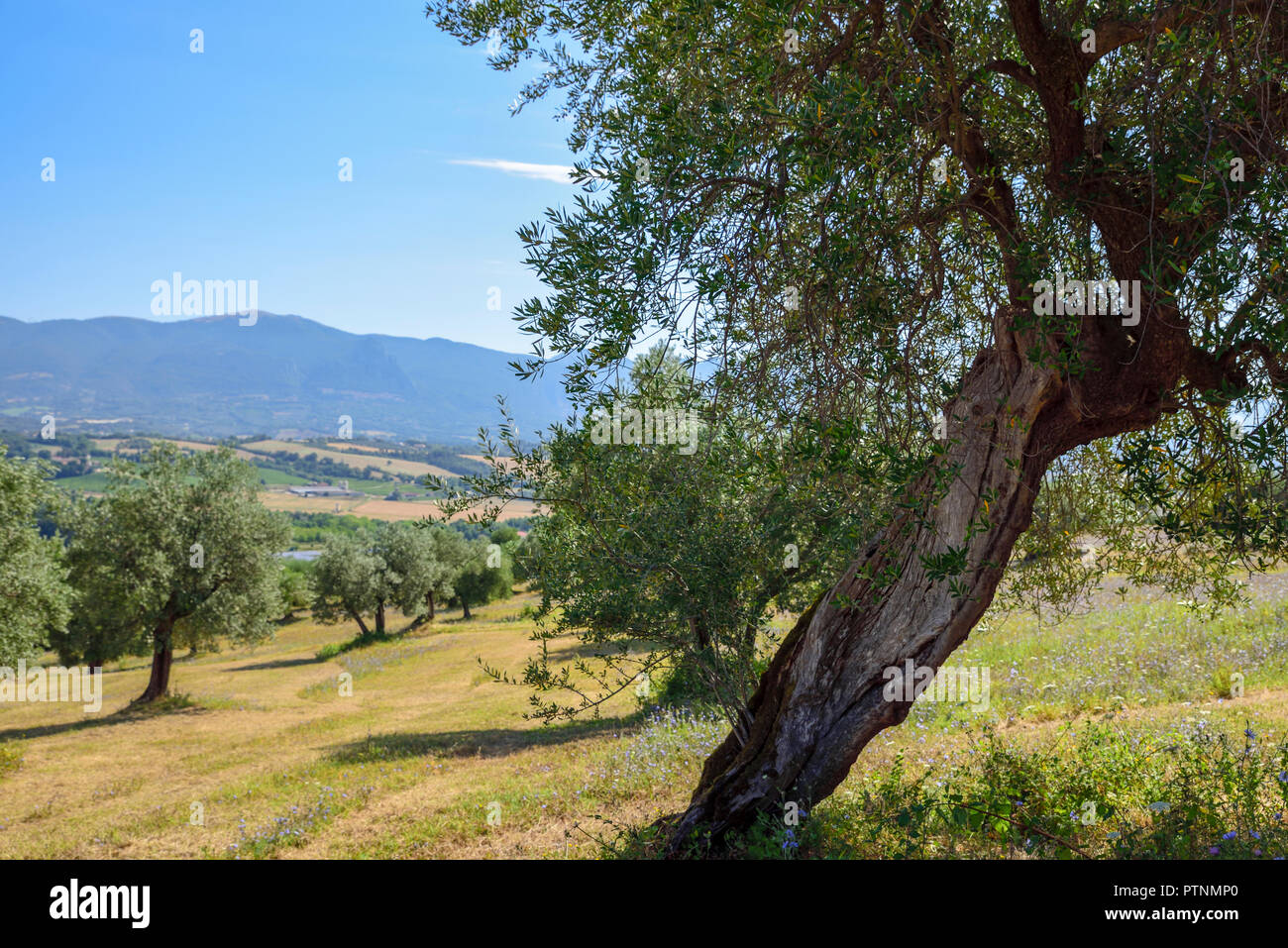 field of olive trees in central Italy. Umbria Stock Photo - Alamy