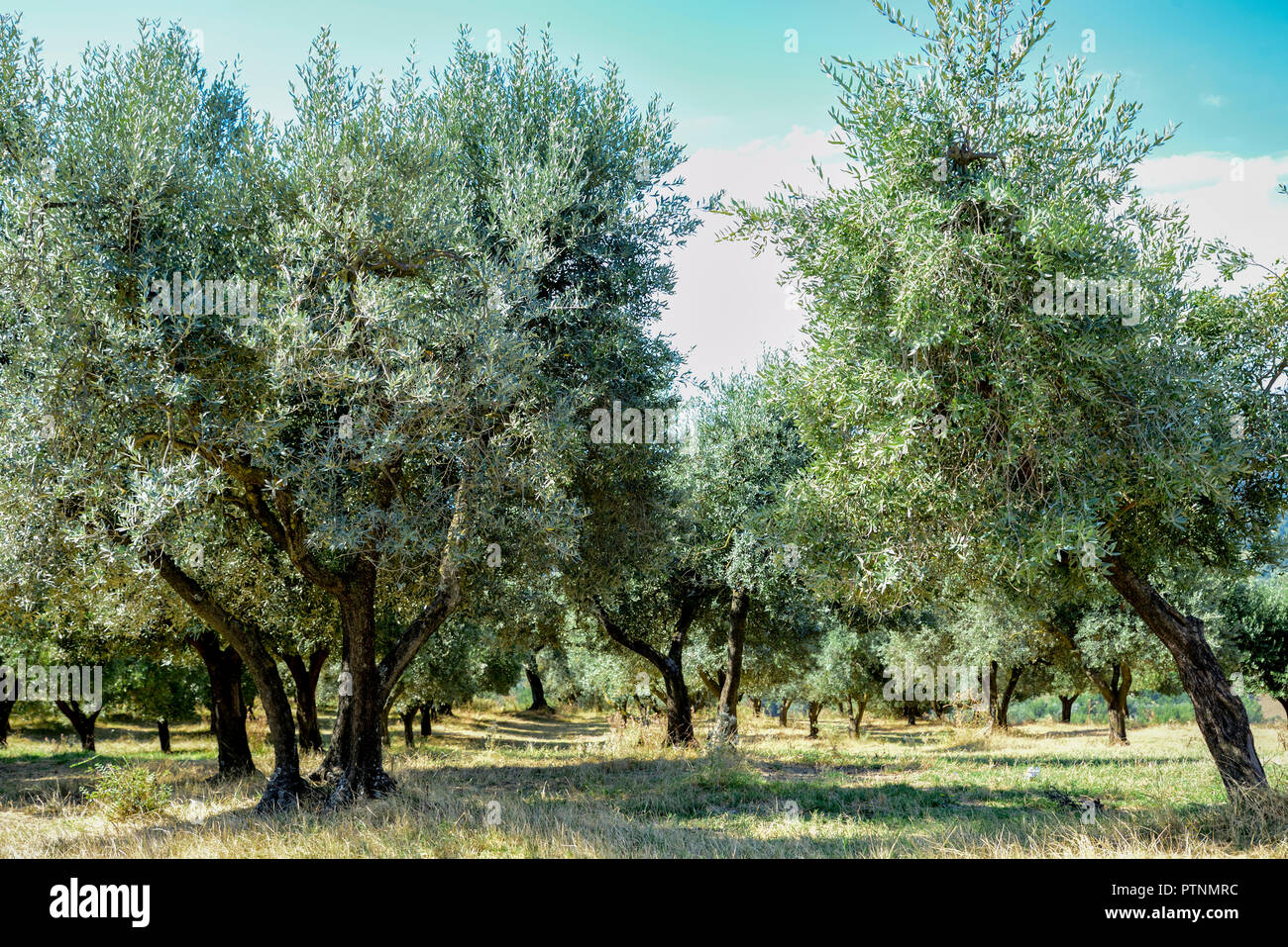 field of olive trees in central Italy. Umbria Stock Photo - Alamy