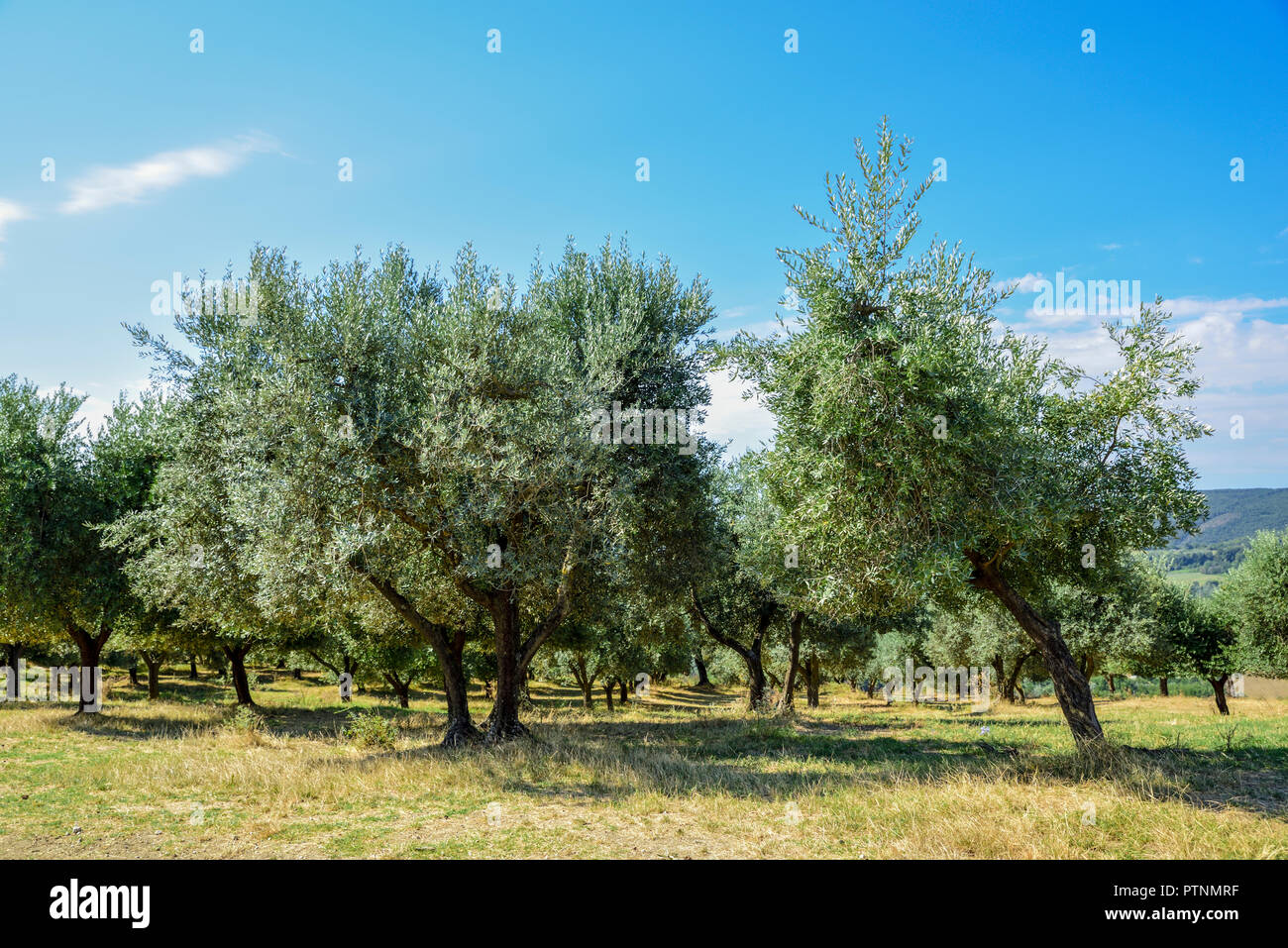 field of olive trees in central Italy. Umbria Stock Photo - Alamy