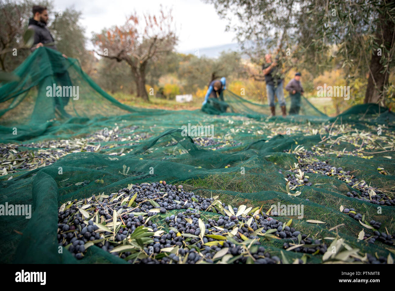 Italy. Farmers at work in harvesting olives in the countryside Stock ...