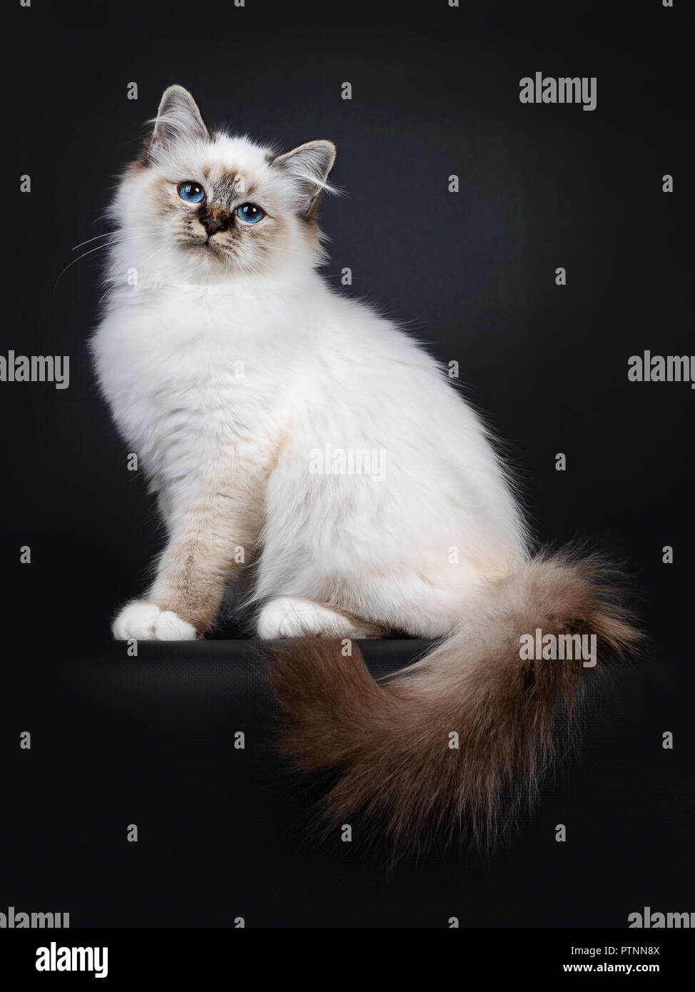 Stunning tabby point Sacred Birman cat kitten sitting side ways with ...