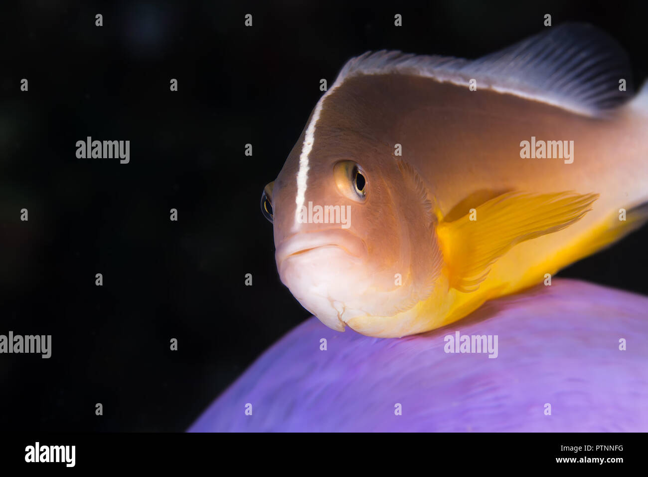 Skunk Anemonefish (Amphiprion ephippium) Clownfish in Magnificent ...