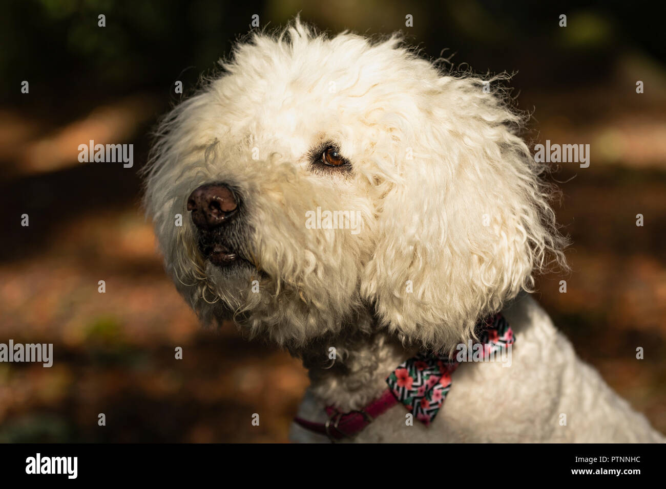 Portrait of white labradoodle dog, pictured outdoors Stock Photo - Alamy
