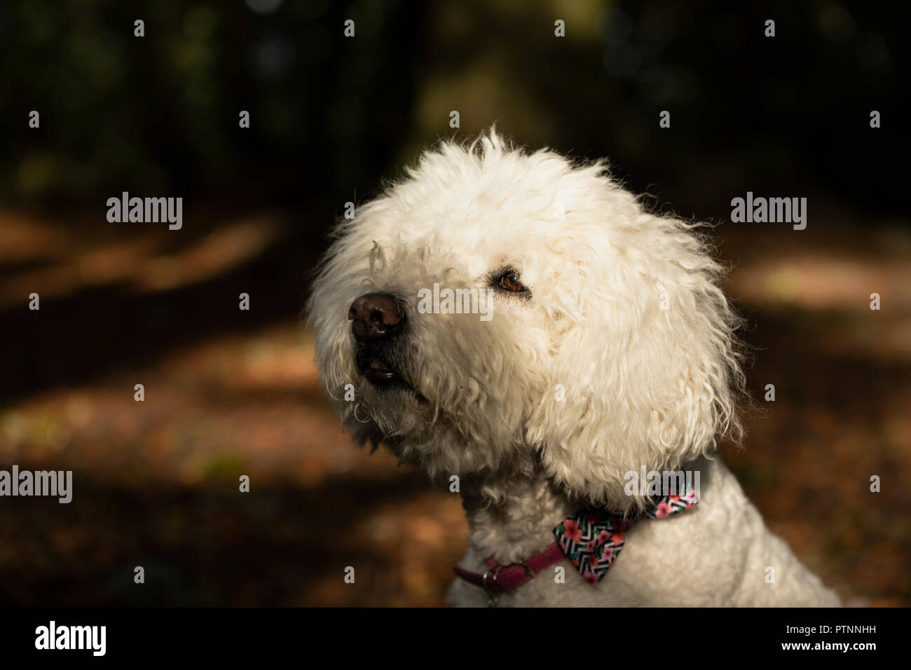 Portrait of white labradoodle dog, pictured outdoors Stock Photo - Alamy