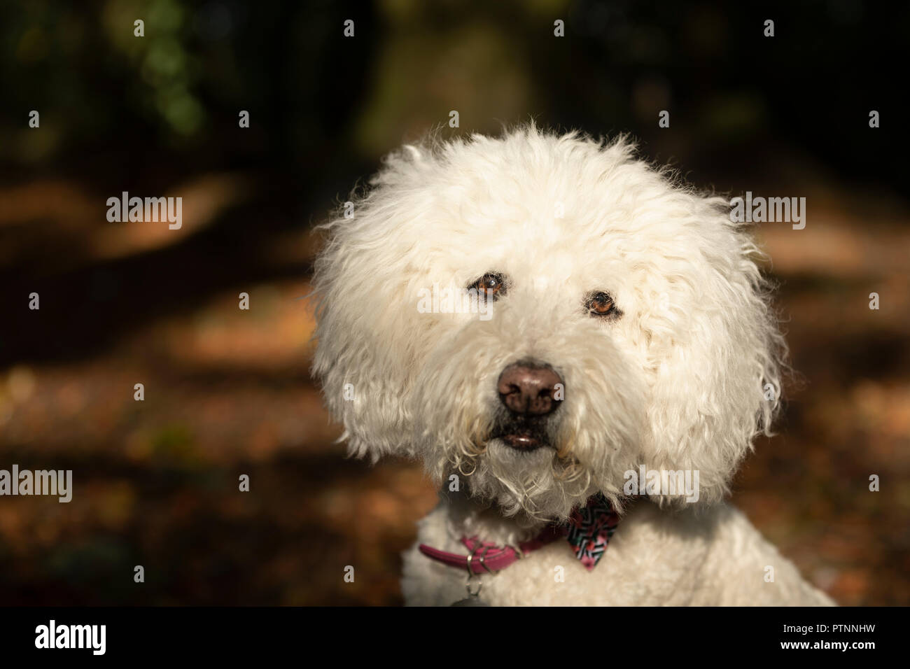 Portrait of white labradoodle dog, pictured outdoors Stock Photo - Alamy