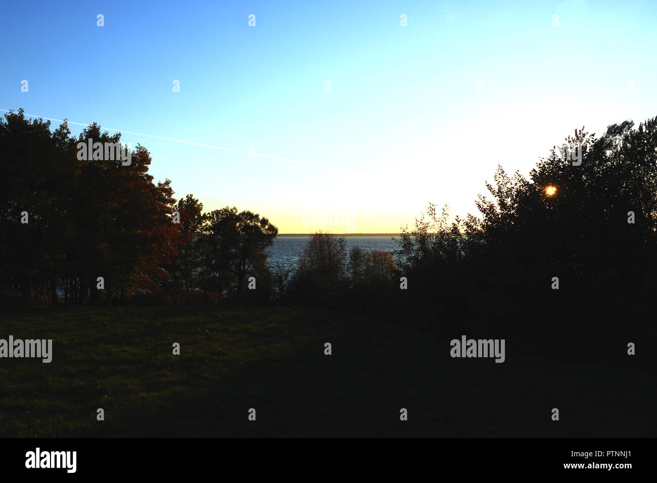 Lively forest setting hi-res stock photography and images - Alamy