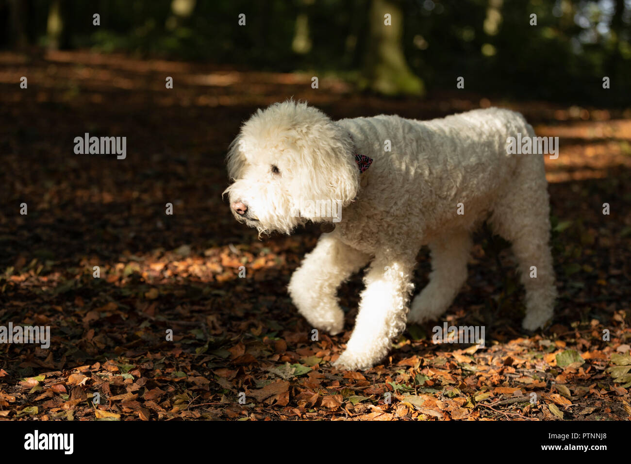 Action shot of white labradoodle dog, pictured outdoors Stock Photo - Alamy