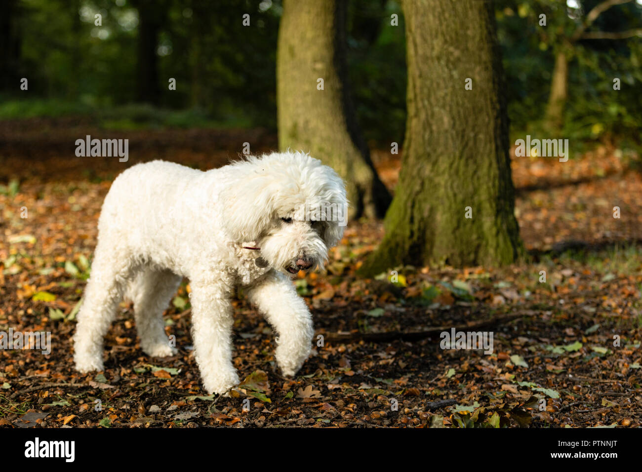 Action shot of white labradoodle dog, pictured outdoors Stock Photo - Alamy