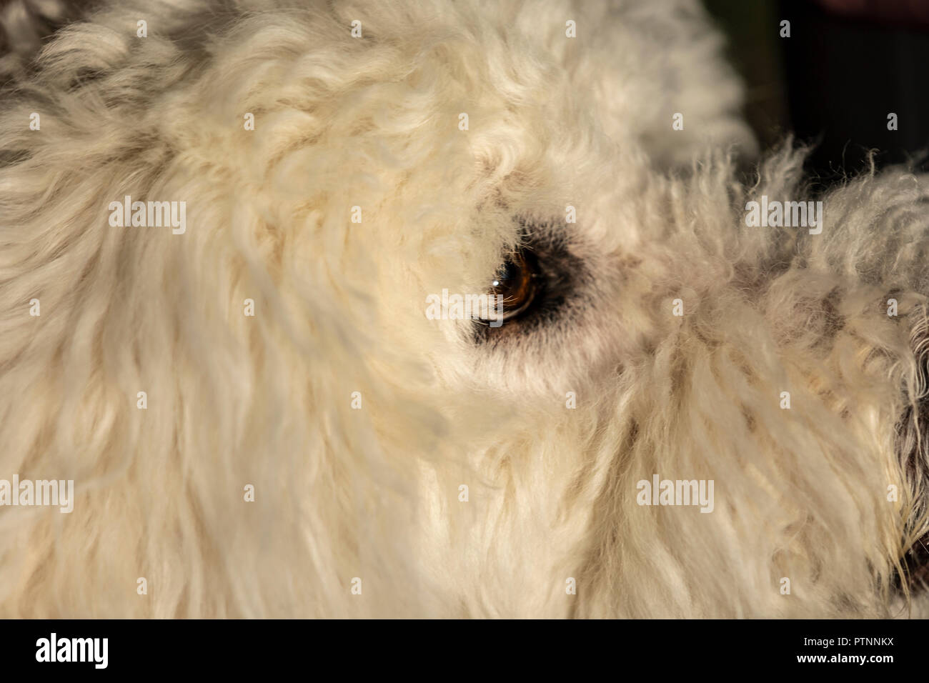 White labradoodle dog hi-res stock photography and images - Alamy