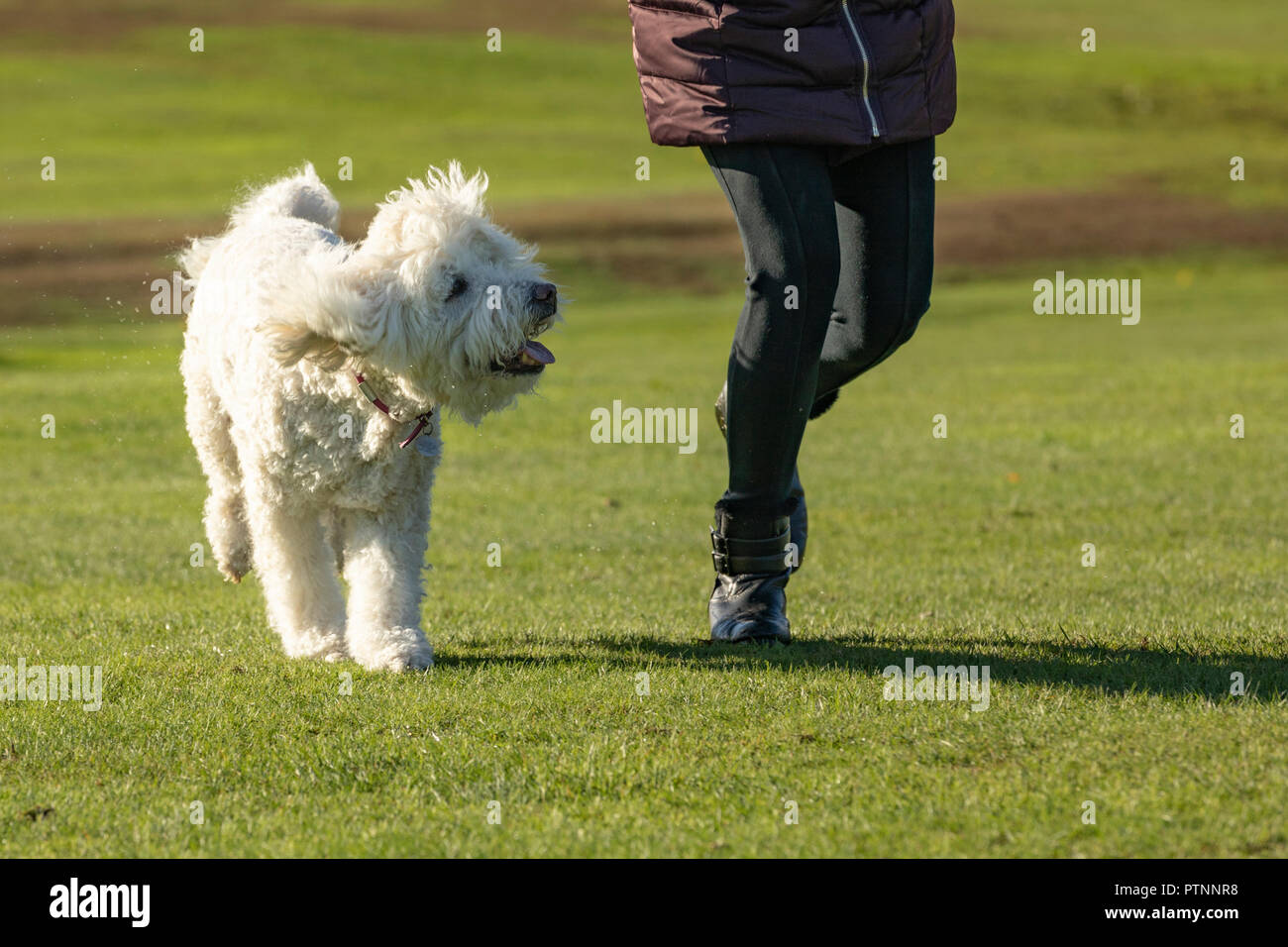 Action shot of white labradoodle dog, pictured outdoors Stock Photo - Alamy