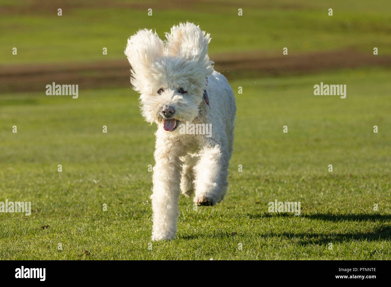 Action shot of white labradoodle dog, pictured outdoors Stock Photo - Alamy