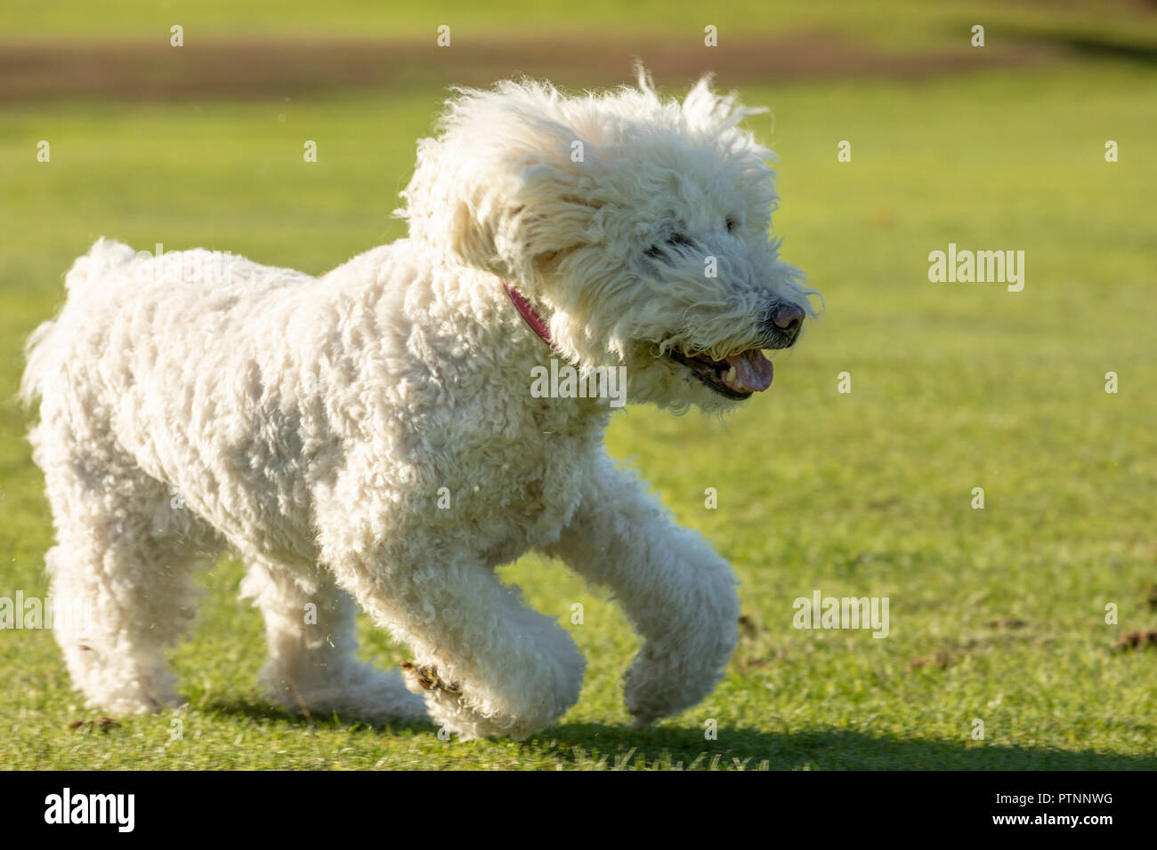 Action shot of white labradoodle dog, pictured outdoors Stock Photo - Alamy