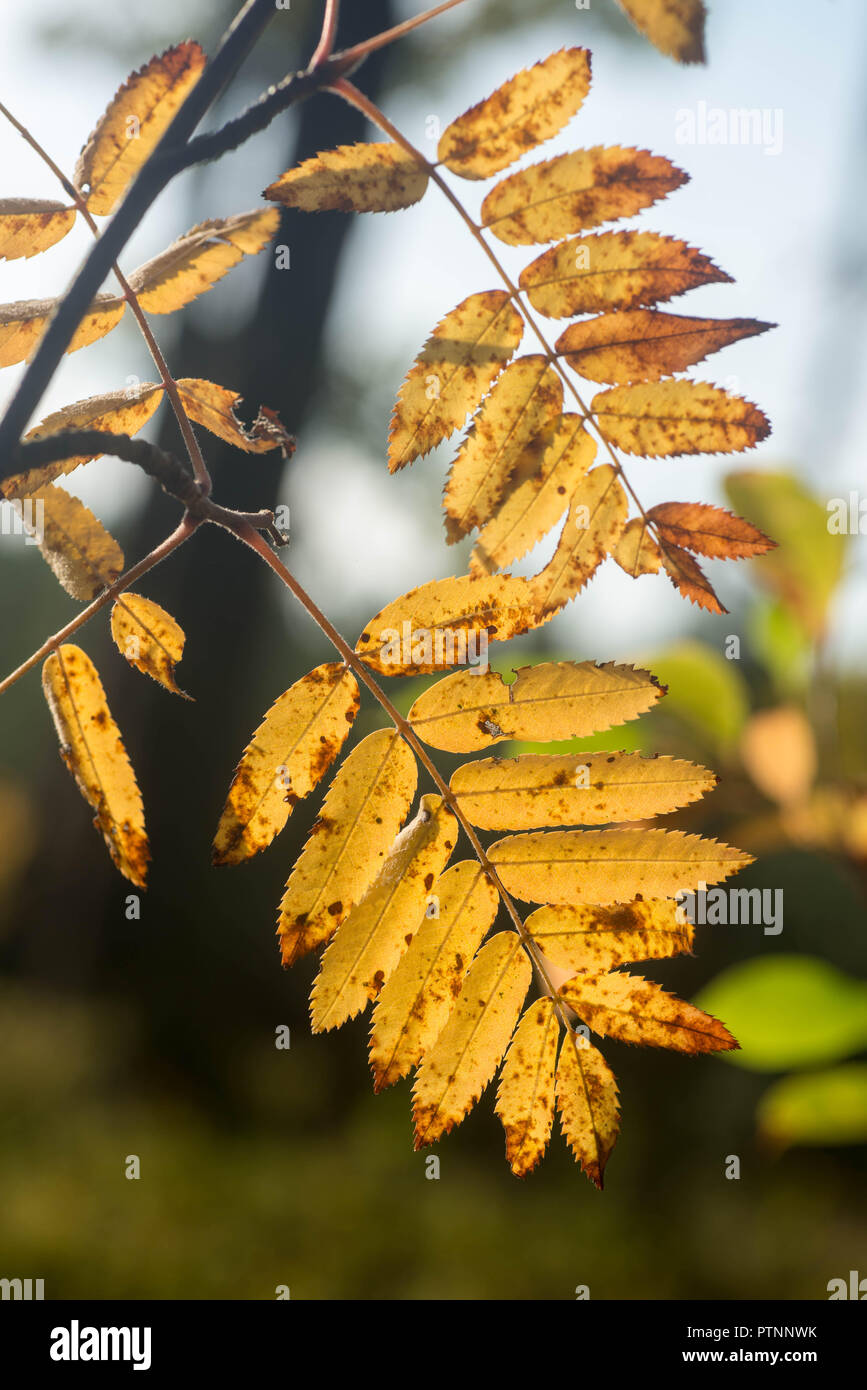 yellow fall rowan leaves macro on blurred background Stock Photo - Alamy