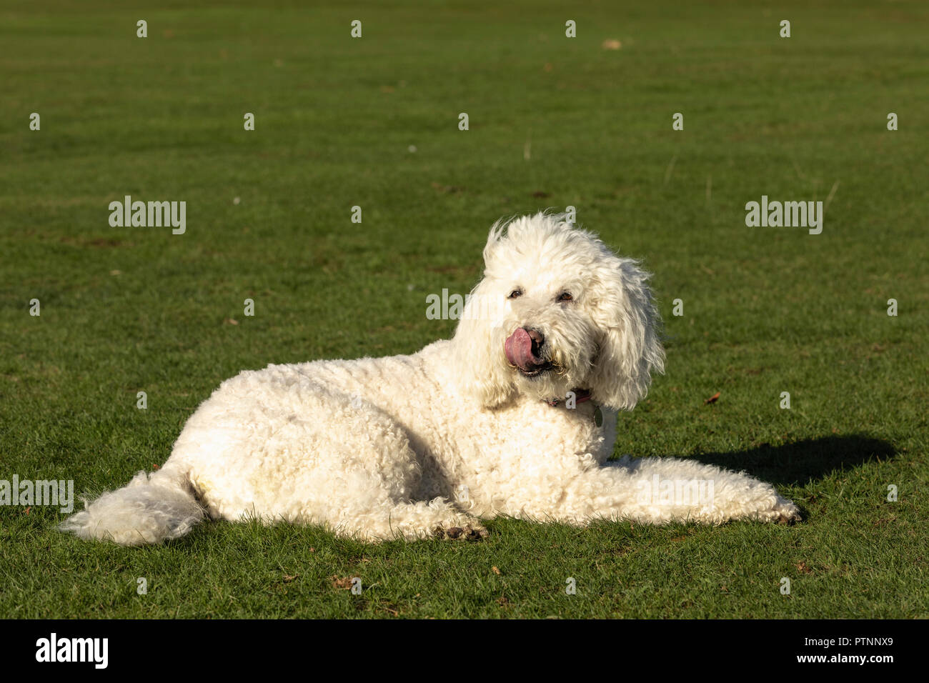 White labradoodle dog pictured outdoors, lying on the ground in a park ...