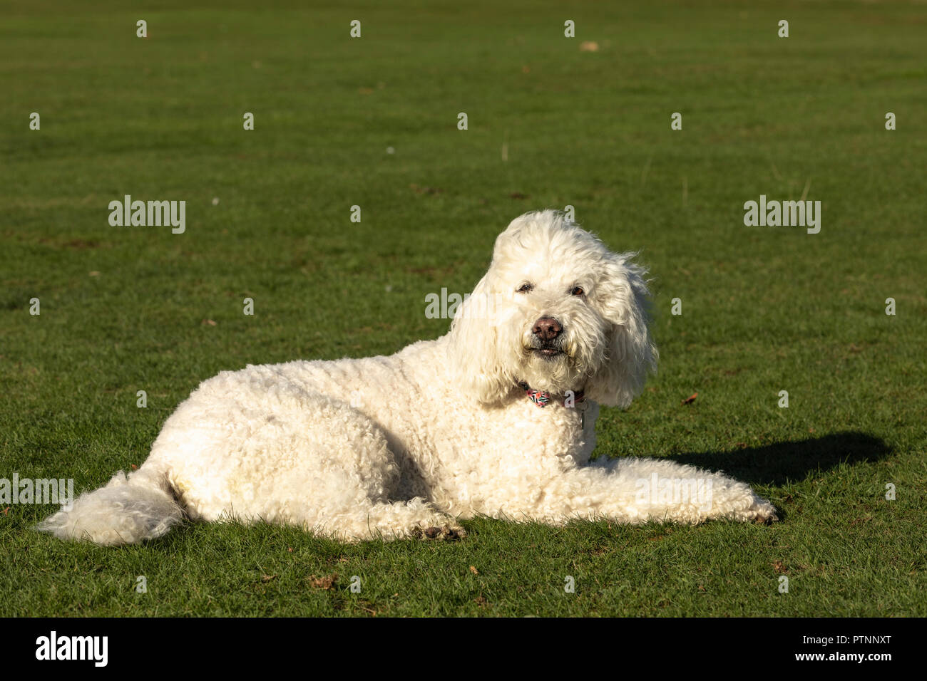 White labradoodle dog pictured outdoors, lying on the ground in a park ...