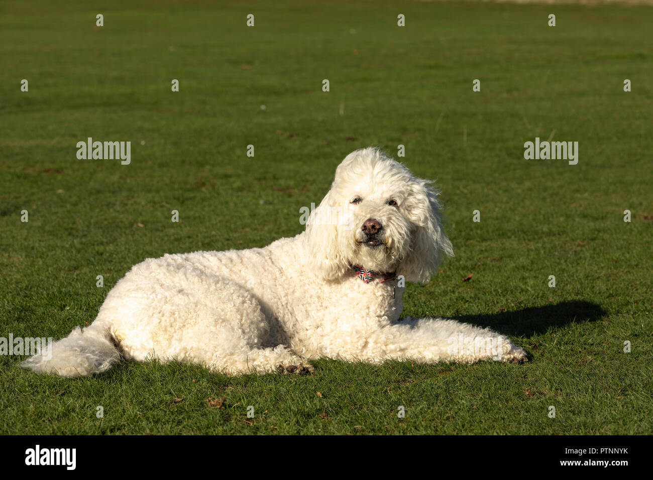 White labradoodle dog pictured outdoors, lying on the ground in a park ...