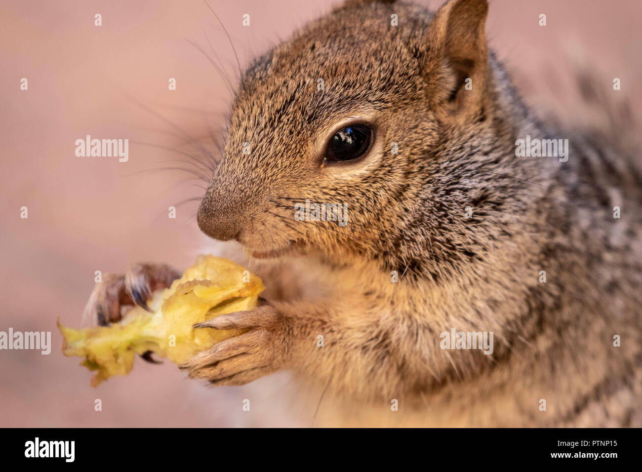 Squirrel eating an apple core Stock Photo - Alamy