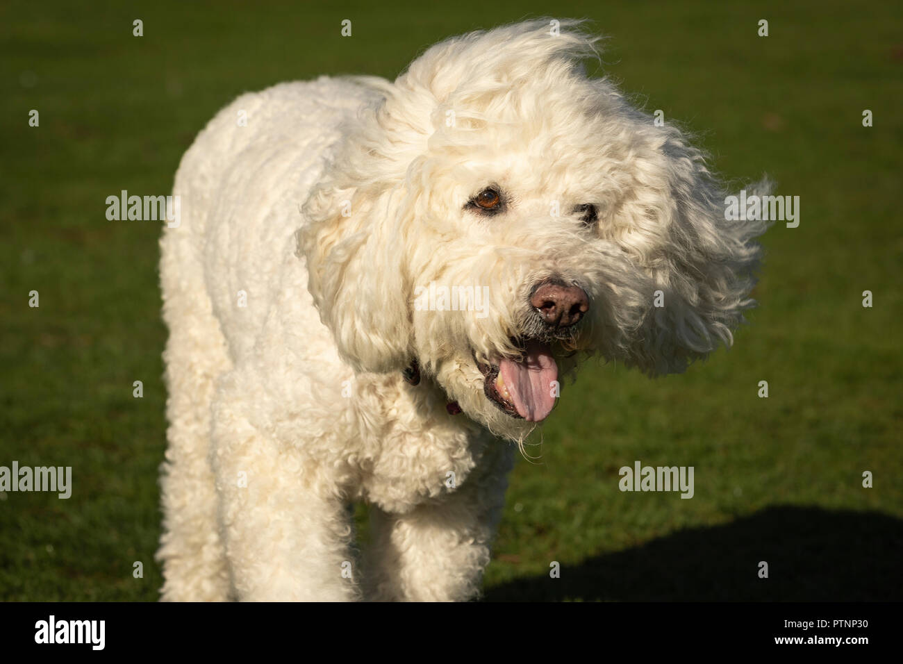 Action shot of white labradoodle dog, pictured outdoors Stock Photo - Alamy
