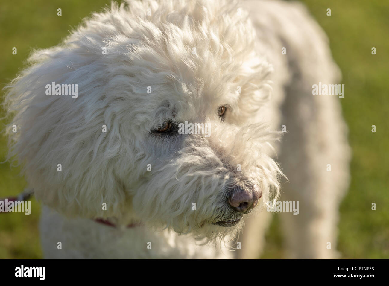 Portrait of white labradoodle dog, pictured outdoors Stock Photo - Alamy
