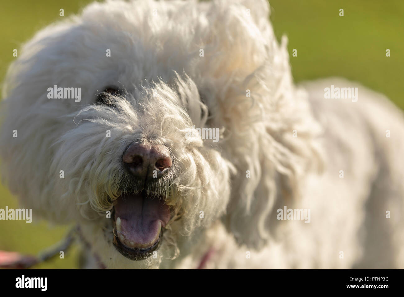 Portrait of white labradoodle dog, pictured outdoors Stock Photo - Alamy
