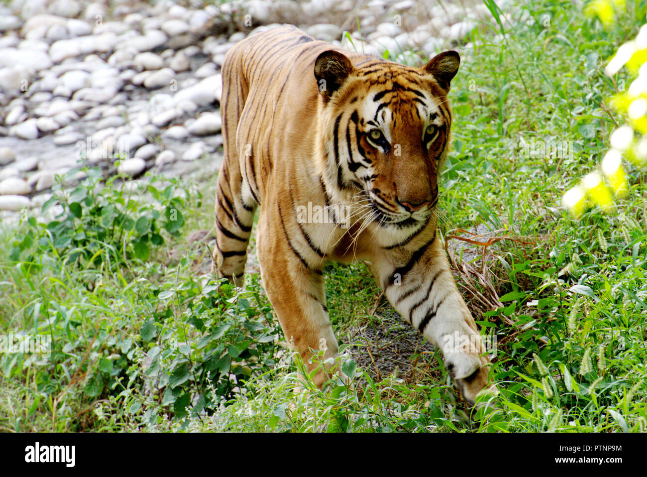 Royal Bengal Tiger Stock Photo - Alamy