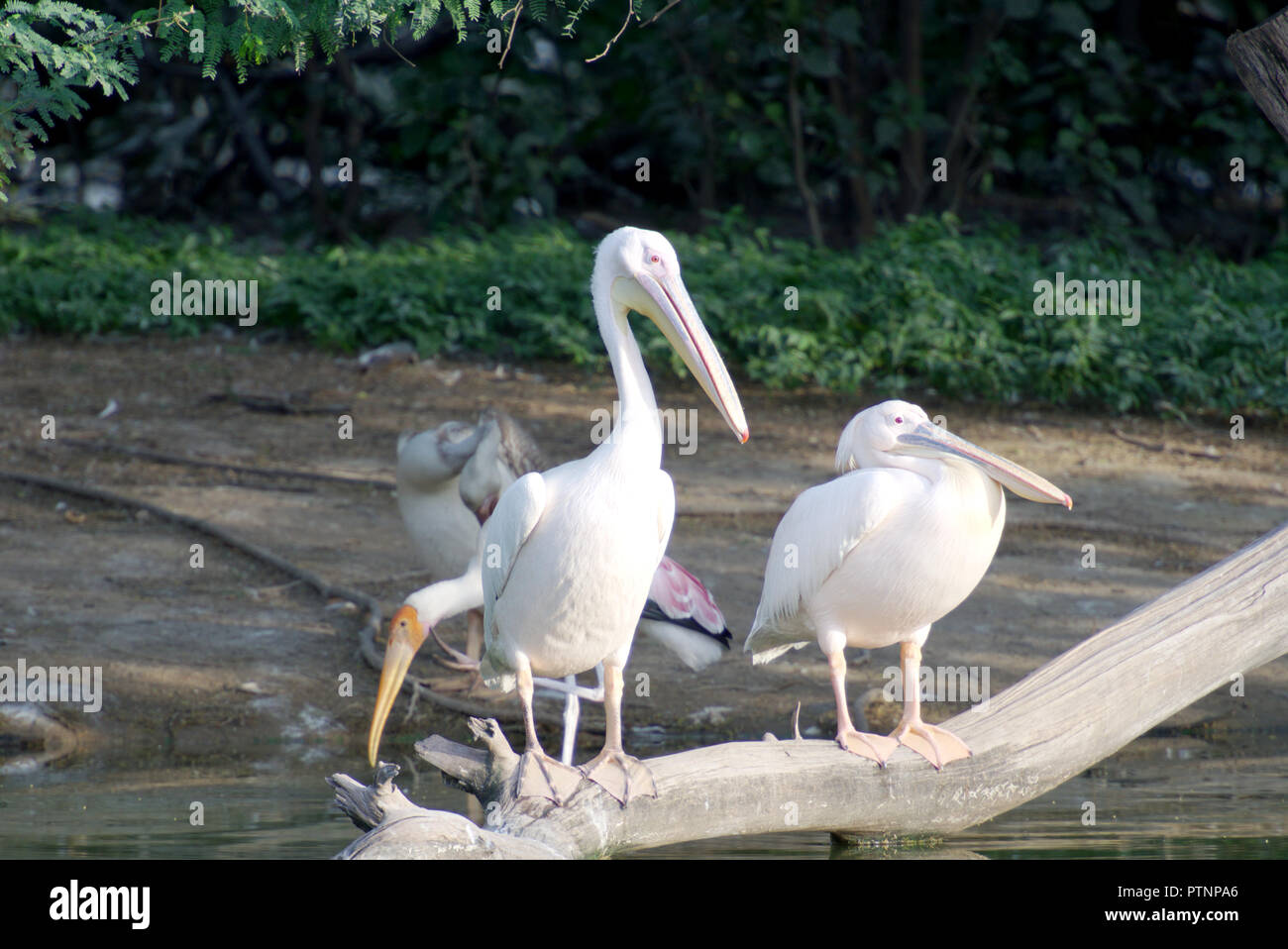 Great white pelican india hi-res stock photography and images - Alamy