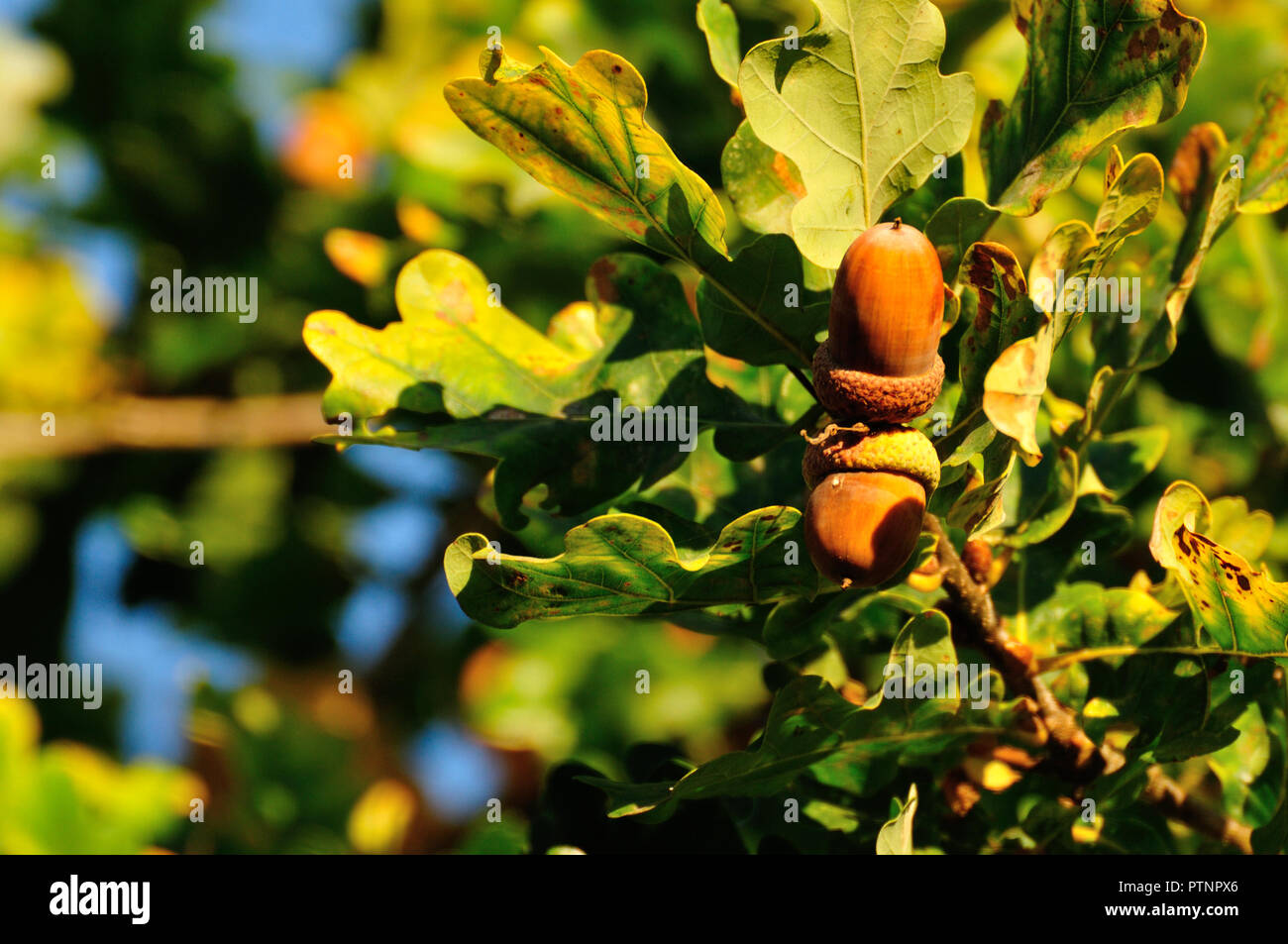 Acorns on an oak tree Stock Photo - Alamy