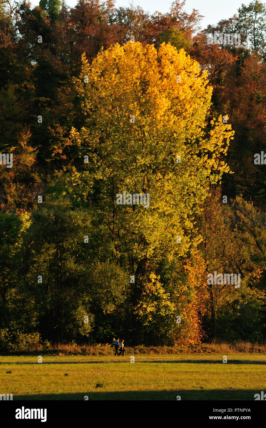 Beautiful colours of autumn plants hi-res stock photography and images ...