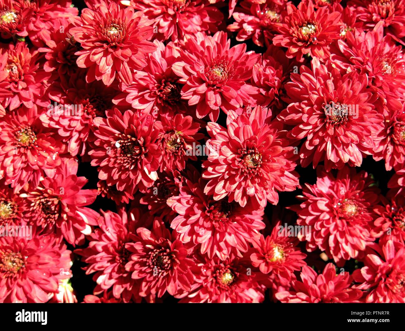 Red, pink bouquet of flowers Stock Photo - Alamy
