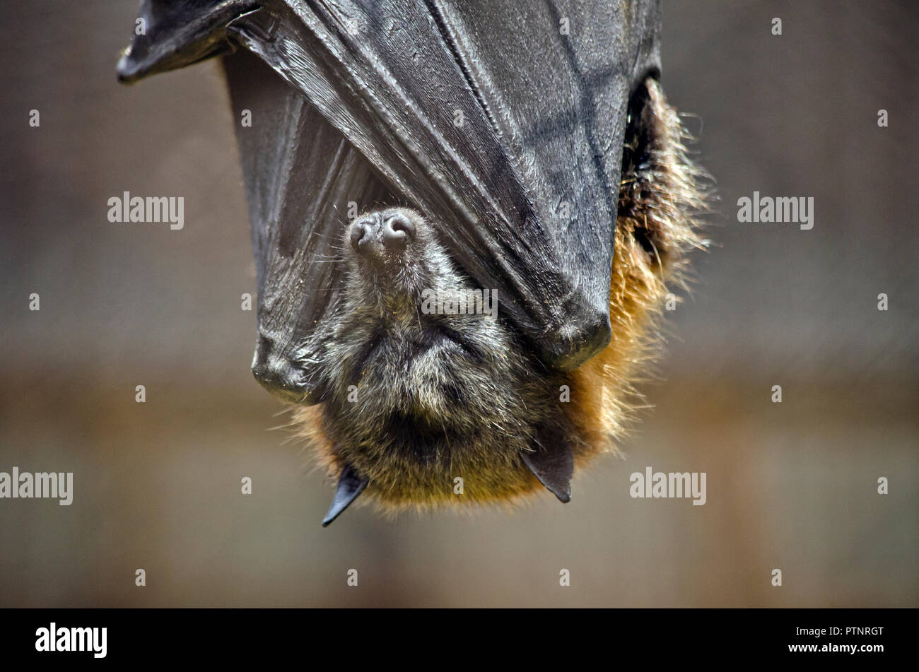 Bat close up hi-res stock photography and images - Alamy