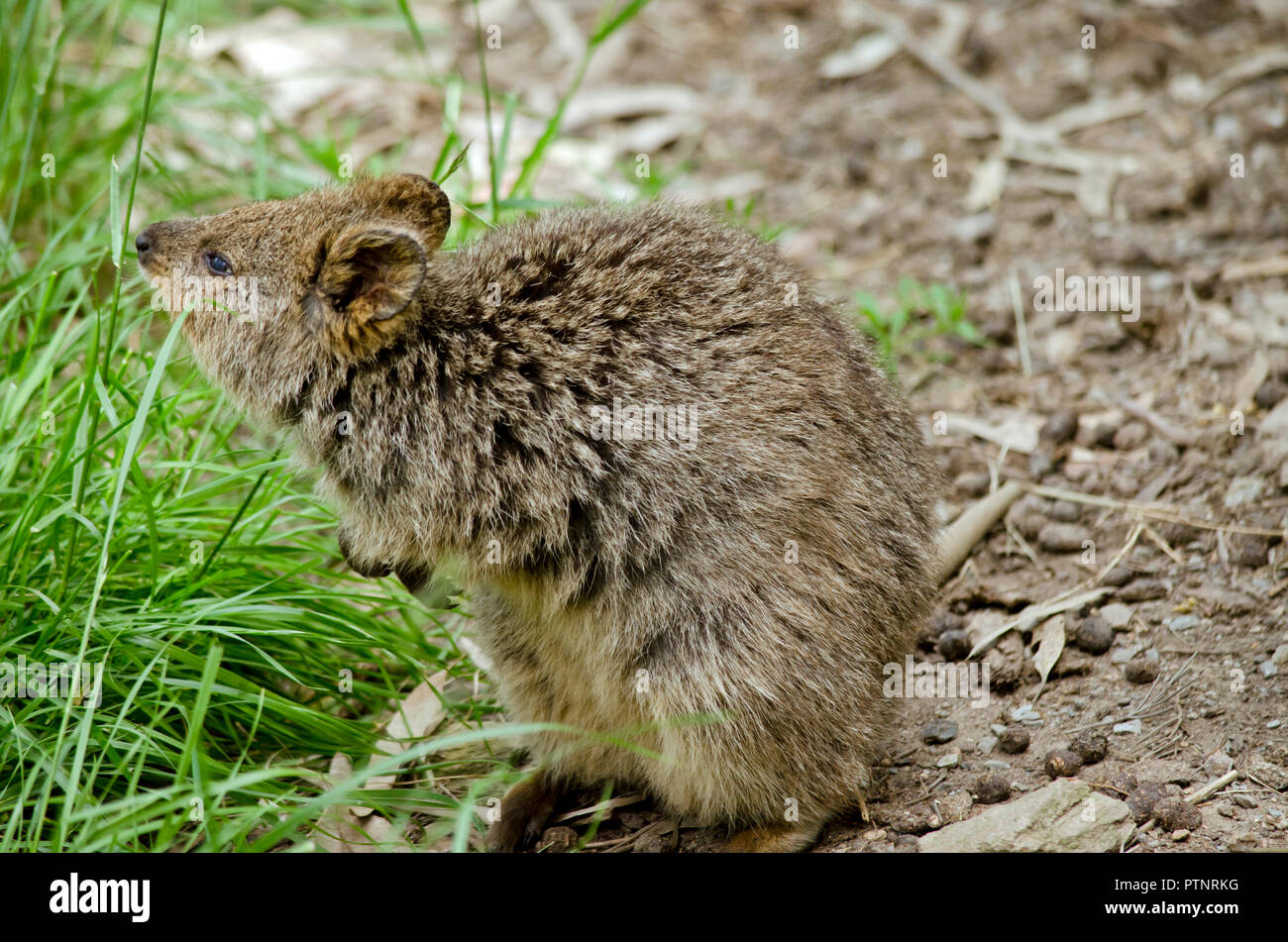 this is a close up of a quokka smelling grass Stock Photo - Alamy
