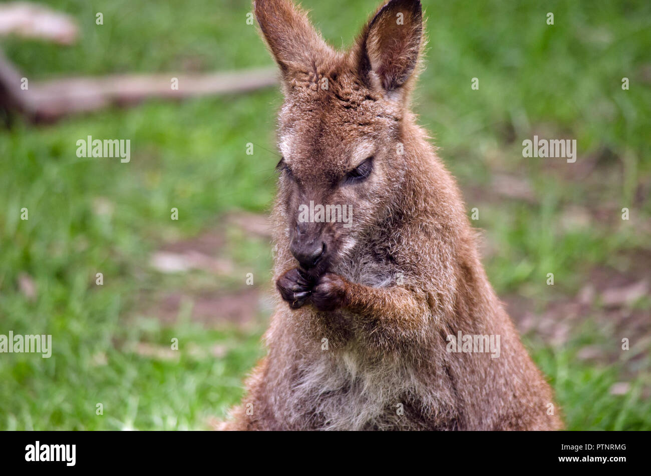 this is a close up of a red necked wallaby Stock Photo - Alamy