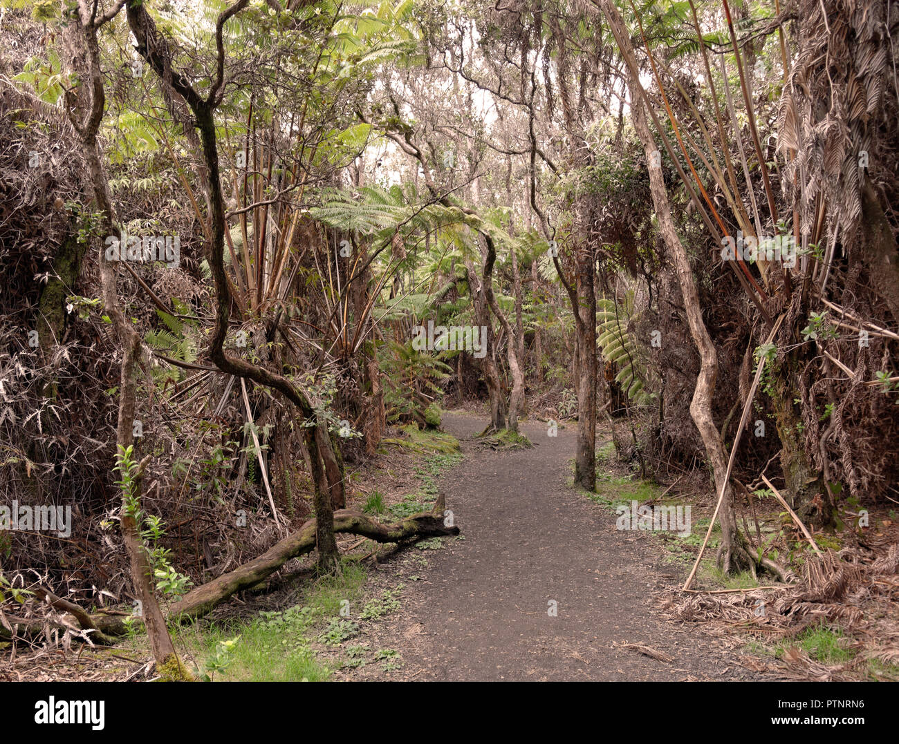 Path around volcano creator, threw rainforest, Volcanos National Park ...