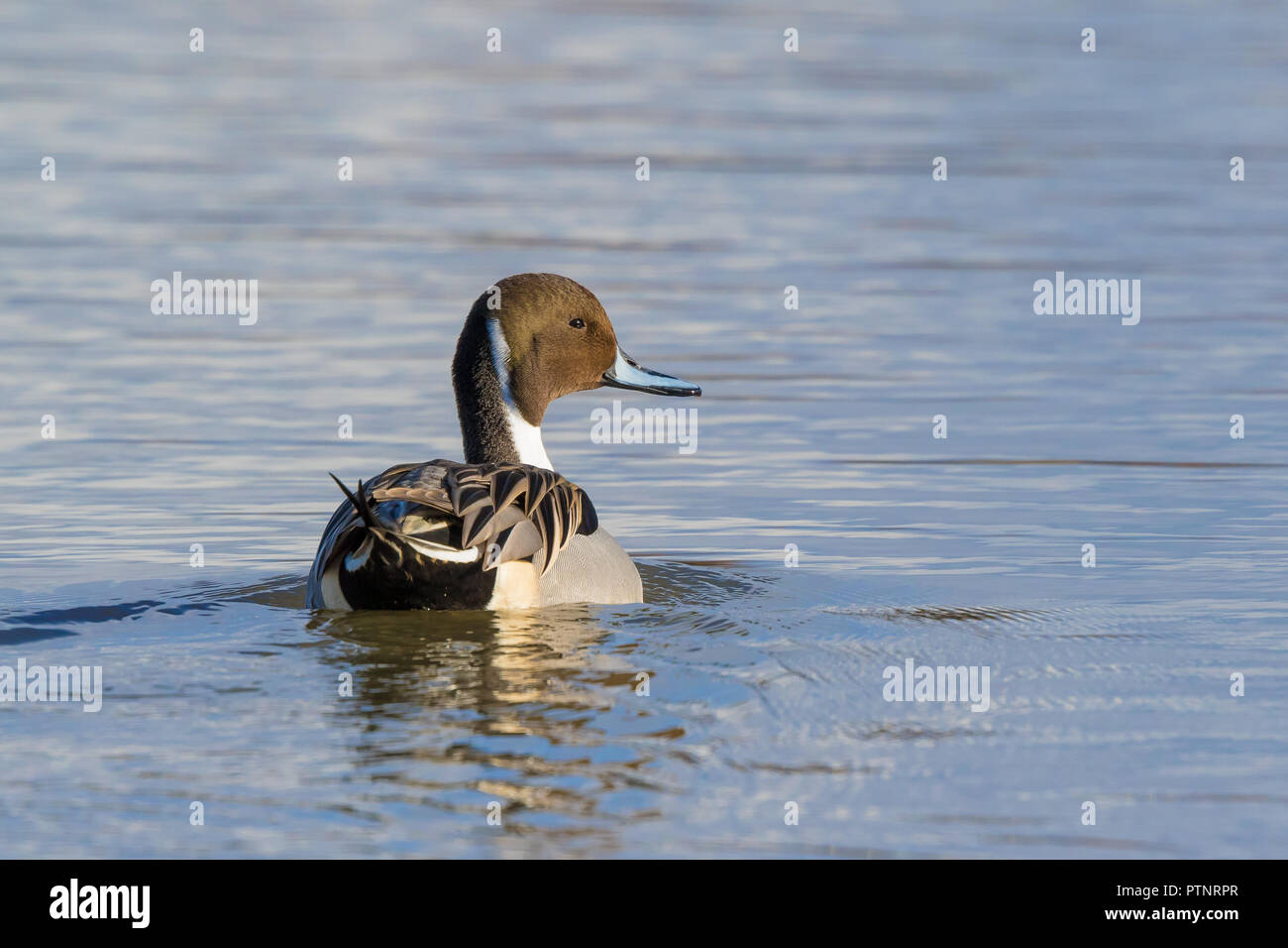 Rear view close up of wild UK Northern pintail drake (Anas acuta) isolated outdoors in water ...
