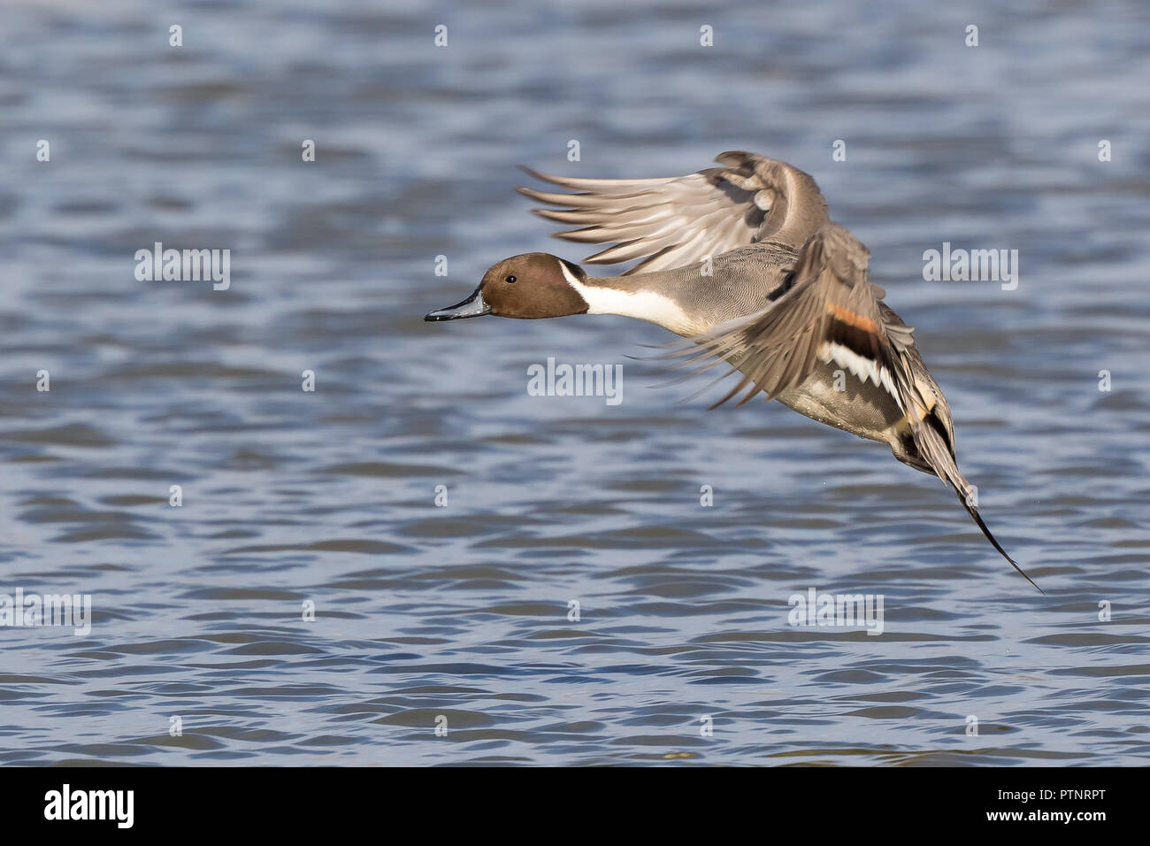 Side view close up of wild Northern pintail drake (Anas acuta) isolated ...