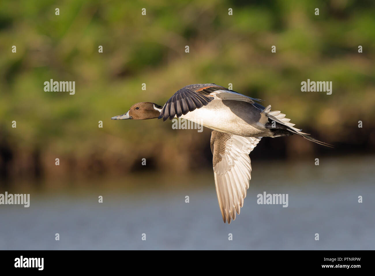 Close up of UK Northern pintail duck (Anas acuta) isolated in midair ...