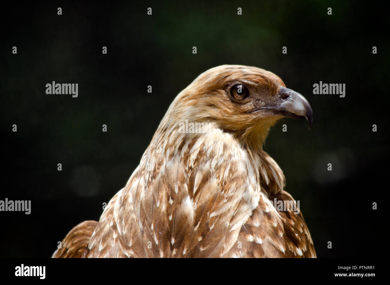Whistling kite australia hi-res stock photography and images - Alamy