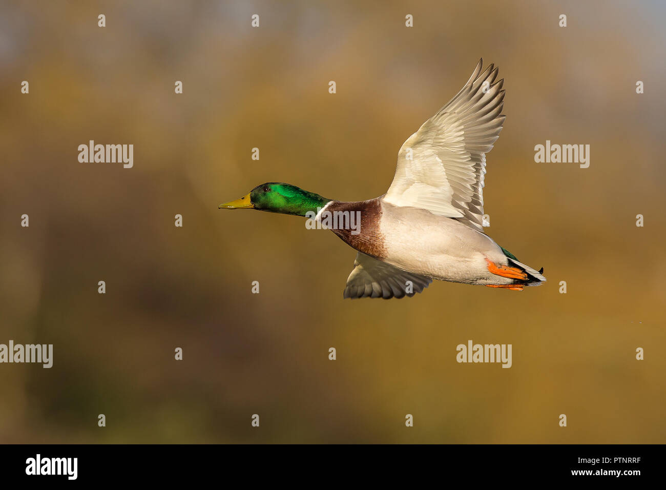Flying mallard uk evening hi-res stock photography and images - Alamy
