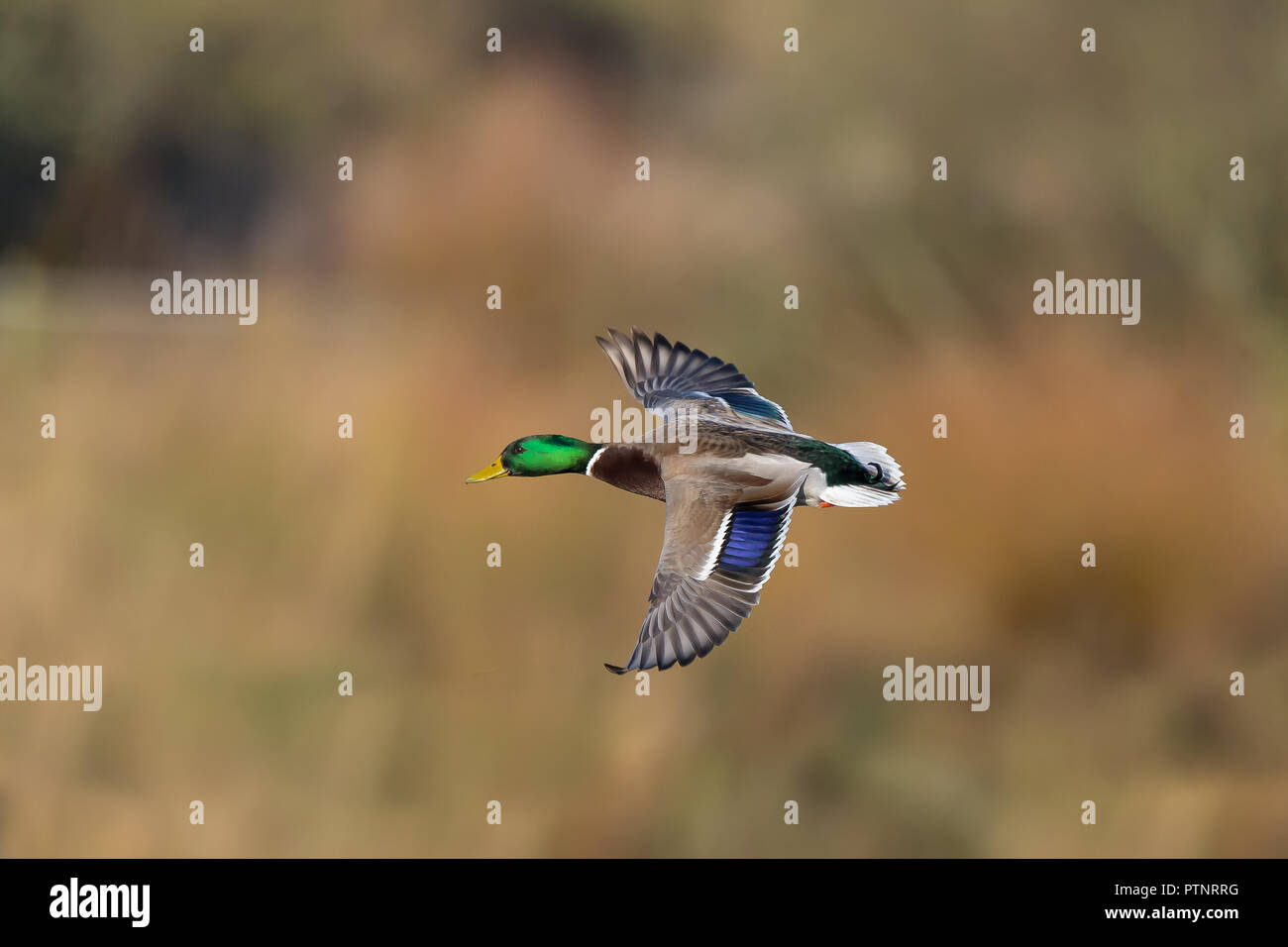 Wild UK mallard drake (Anas platyrhynchos) isolated in midair flight ...