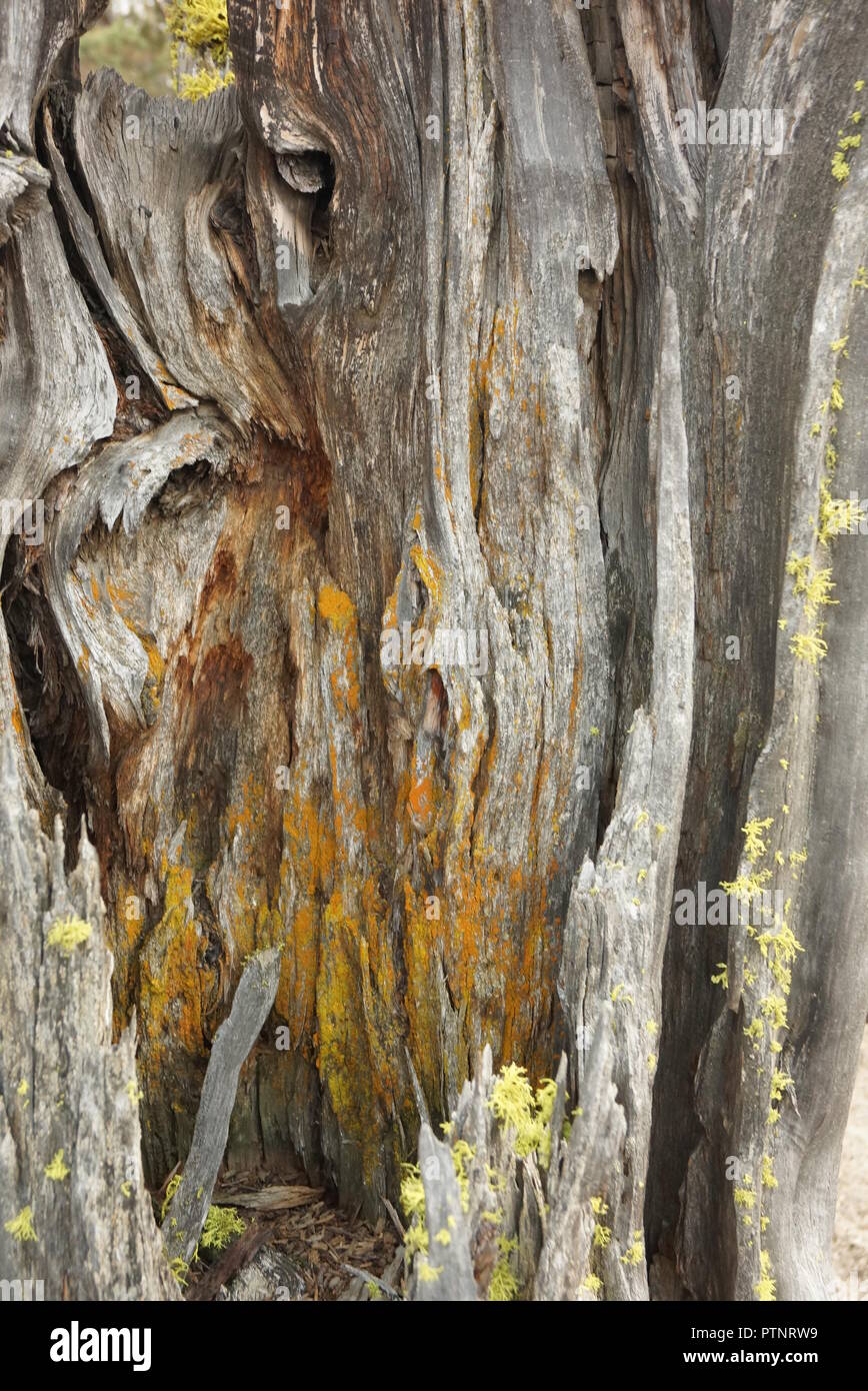 Juniper forms and textures Stock Photo - Alamy