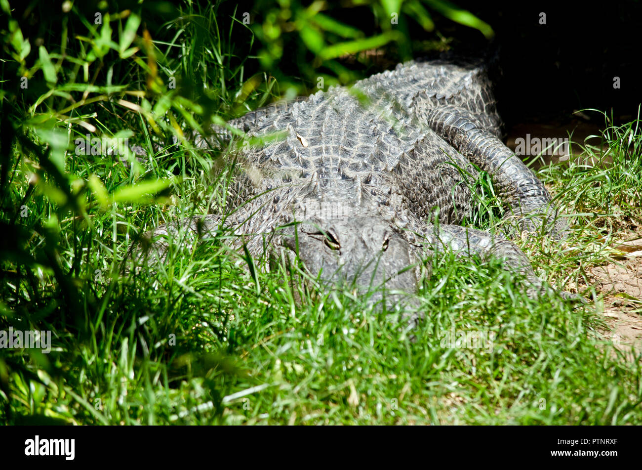 American alligator hide hi-res stock photography and images - Alamy