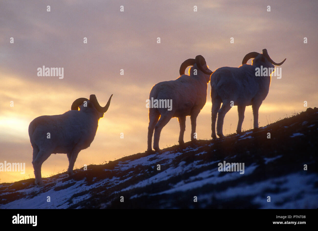 Sheep range hi-res stock photography and images - Alamy