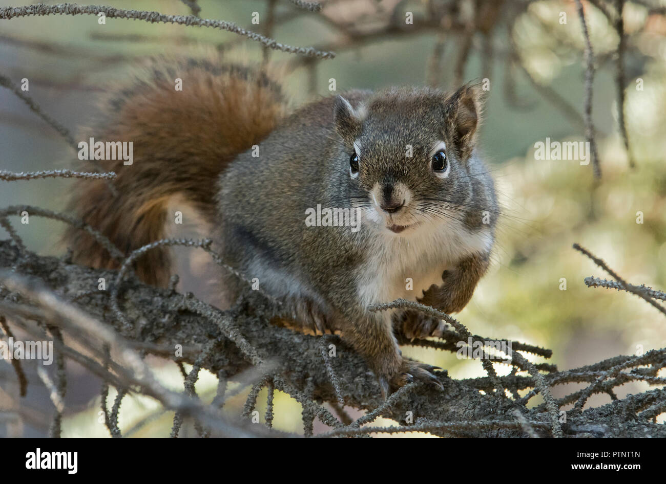 American red squirrel hi-res stock photography and images - Alamy