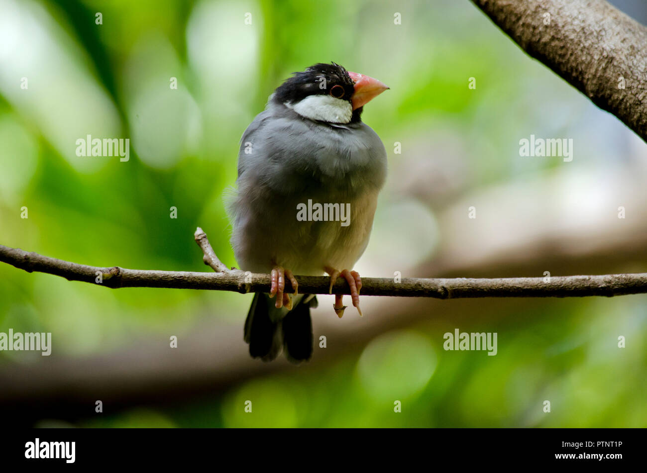 White java sparrow hi-res stock photography and images - Alamy