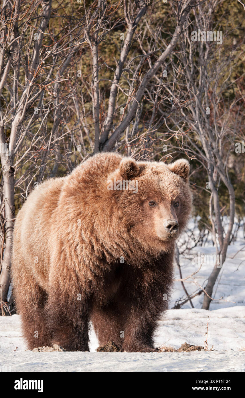 Grizzly Bear, Digging roots, Spring, Denali National Park, Alaska Stock ...